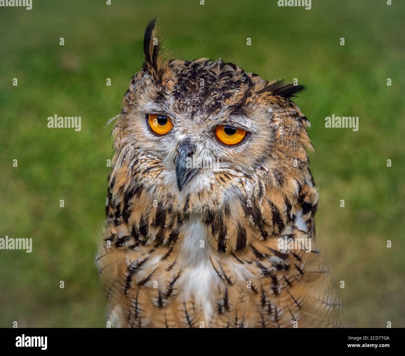 Indische Adler-Eule alias Felsadler-Eule oder Bengaladlereule. Bubo ...