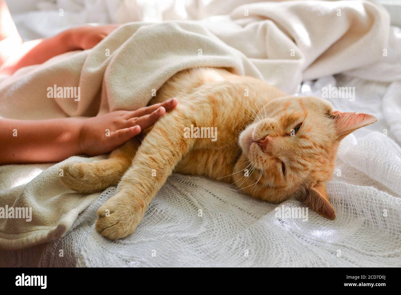Hauskatze kind -Fotos und -Bildmaterial in hoher Auflösung – Alamy