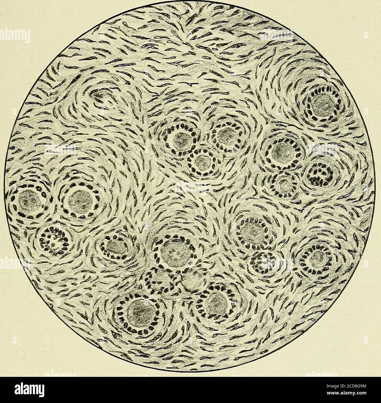 Atretische follikel -Fotos und -Bildmaterial in hoher Auflösung – Alamy