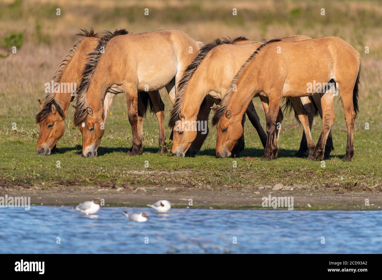 Well breed -Fotos und -Bildmaterial in hoher Auflösung – Alamy