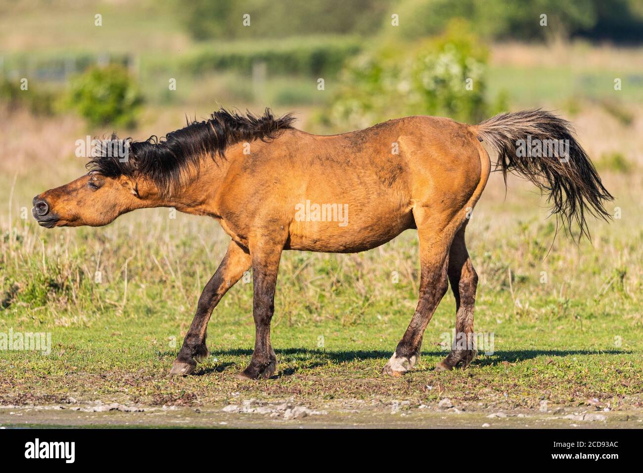 Schnaubende Pferde Stockfotos und -bilder Kaufen - Alamy