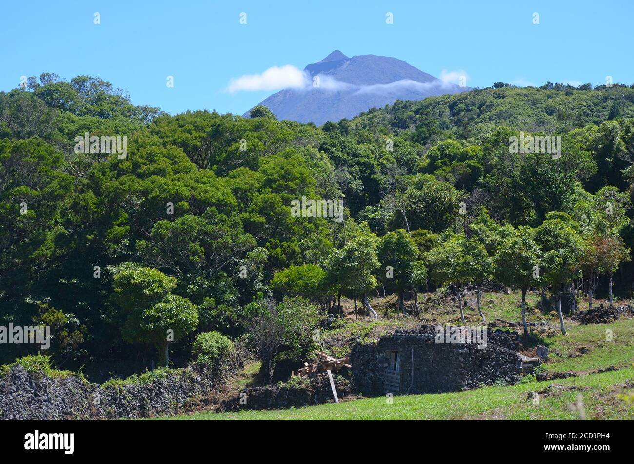 Invasive arten auf den azoren -Fotos und -Bildmaterial in hoher ...