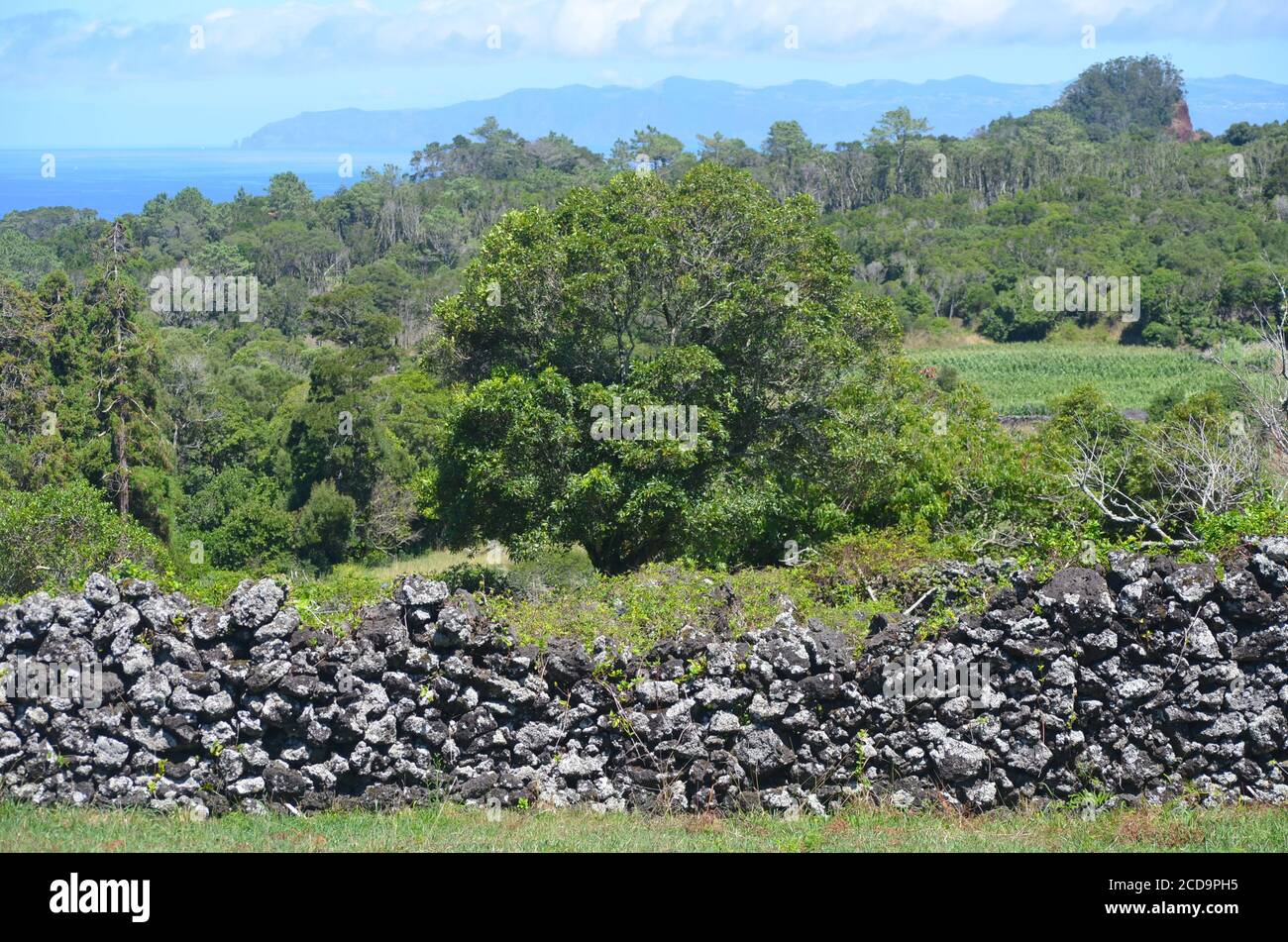 Invasive arten auf den azoren -Fotos und -Bildmaterial in hoher ...