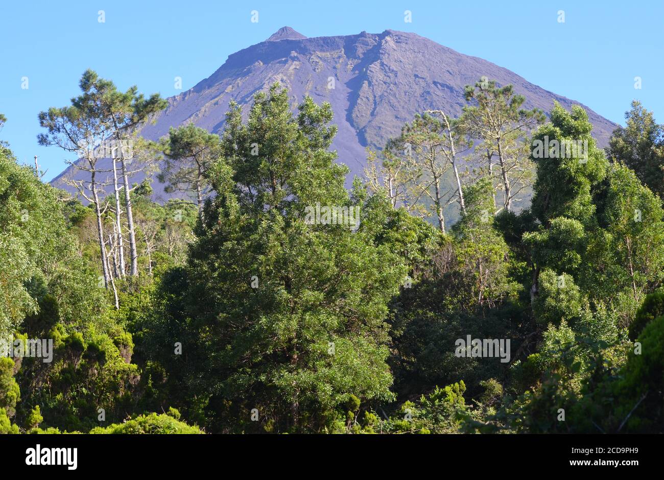 Invasive arten auf den azoren -Fotos und -Bildmaterial in hoher ...