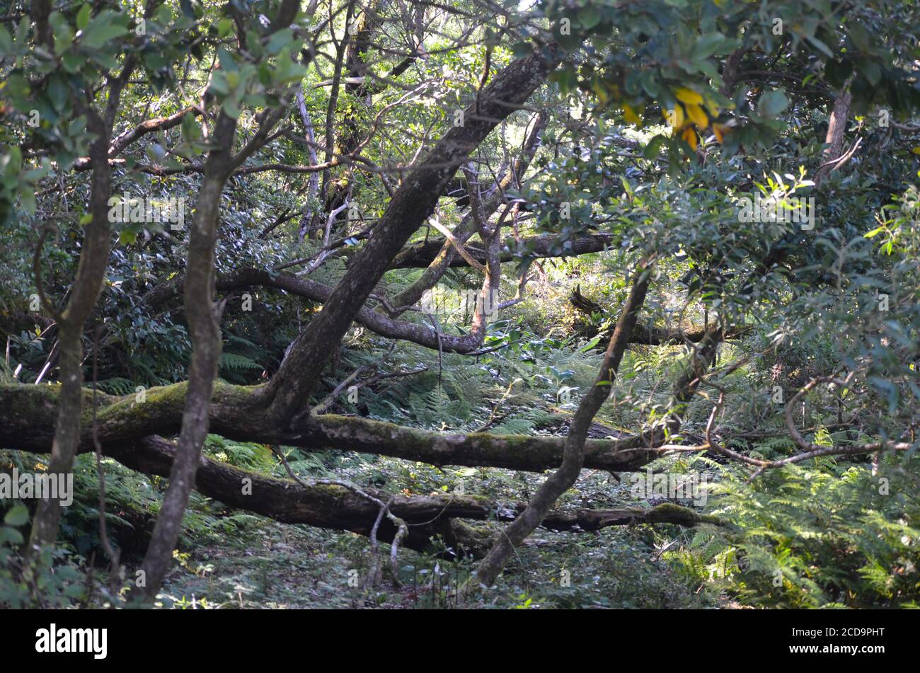 Invasive arten auf den azoren -Fotos und -Bildmaterial in hoher ...