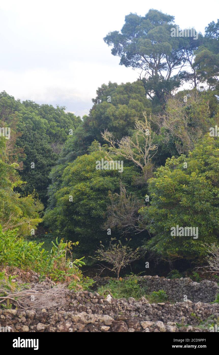 Invasive arten auf den azoren -Fotos und -Bildmaterial in hoher ...