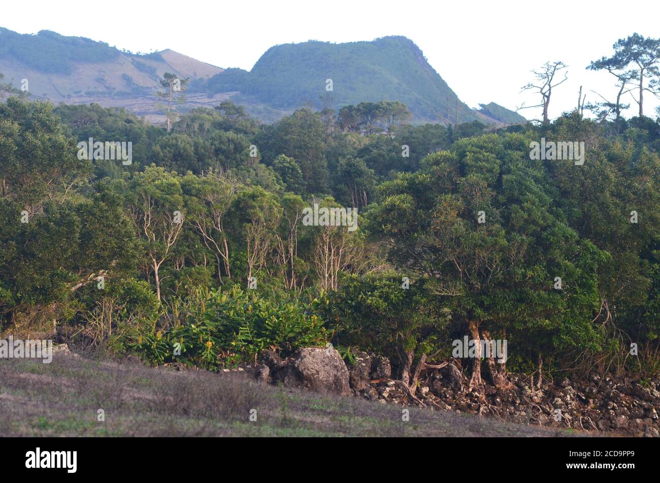 Invasive arten auf den azoren -Fotos und -Bildmaterial in hoher ...
