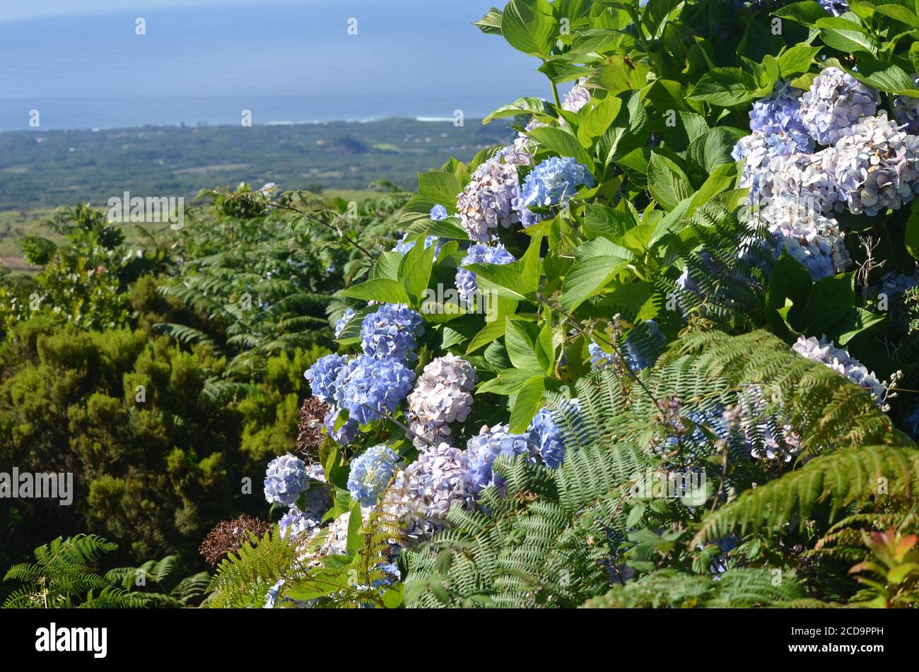Invasive arten auf den azoren -Fotos und -Bildmaterial in hoher ...