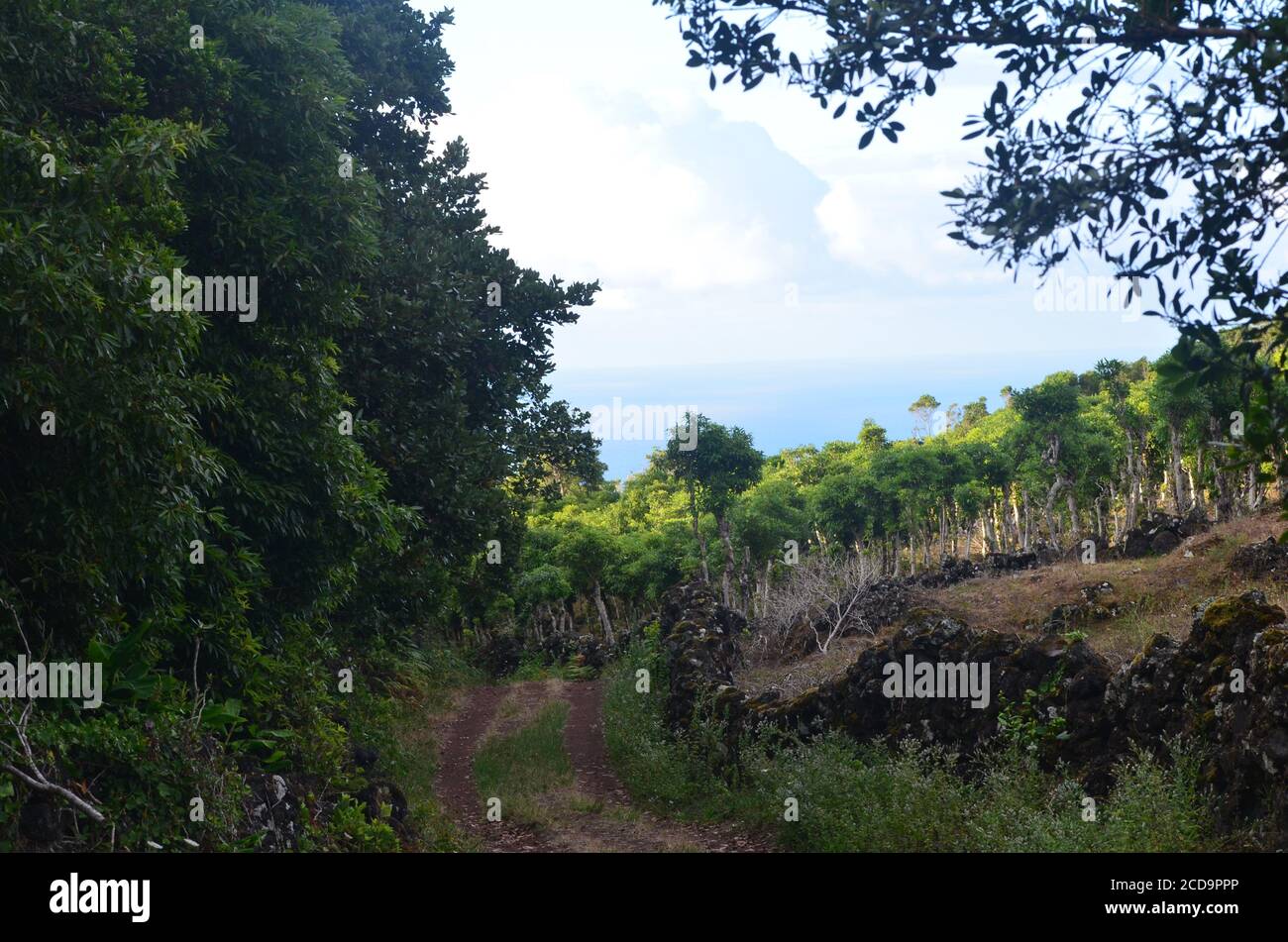 Invasive arten auf den azoren -Fotos und -Bildmaterial in hoher ...