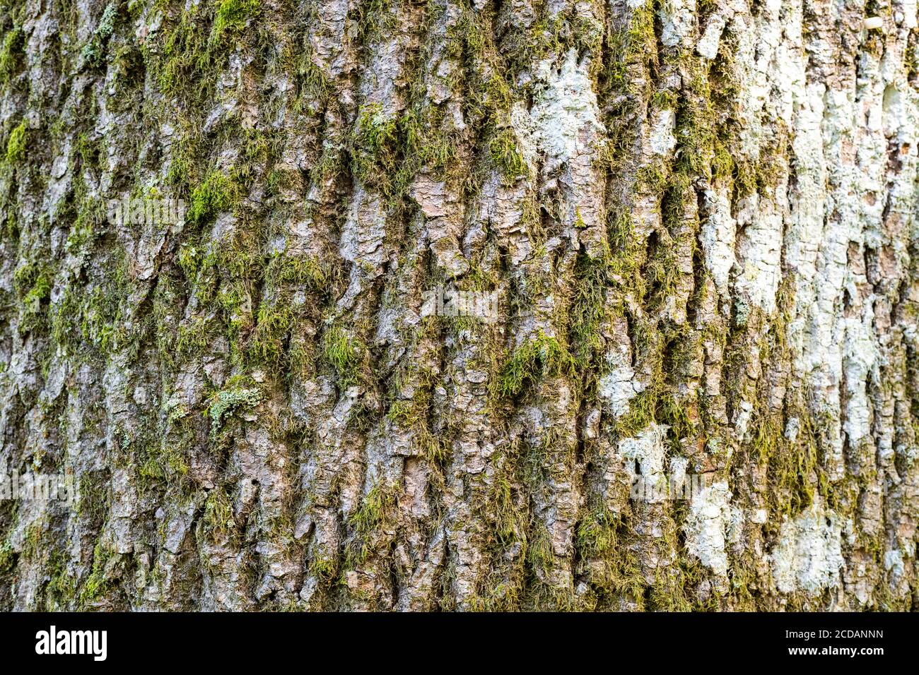 Ash Bark Tree Stockfotos und -bilder Kaufen - Alamy
