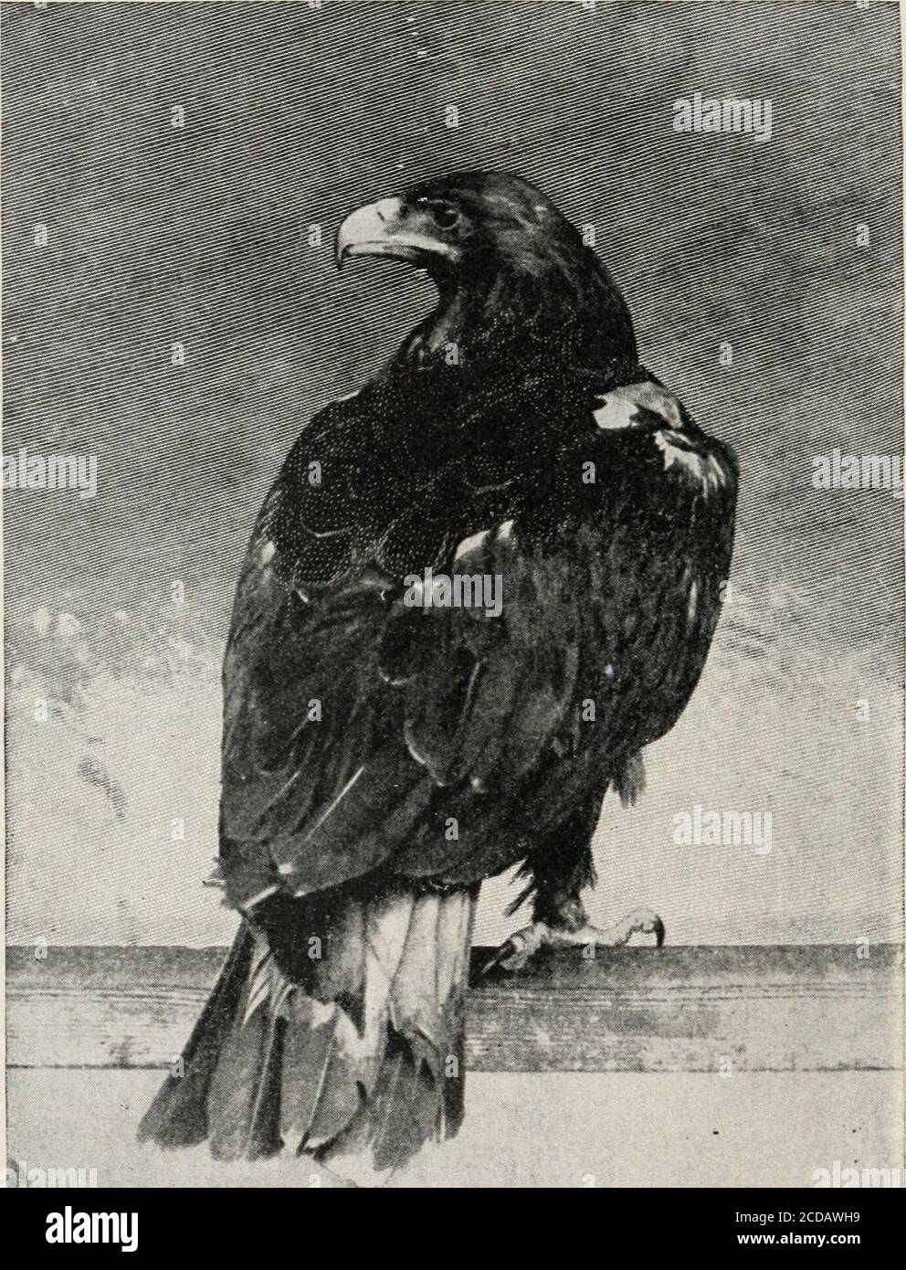 Fakten zum steinadler -Fotos und -Bildmaterial in hoher Auflösung – Alamy