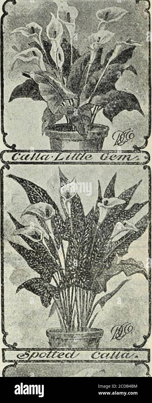 . Unser neuer Führer zur Rosenkultur: Typische D.&C. Rosen aus der ...