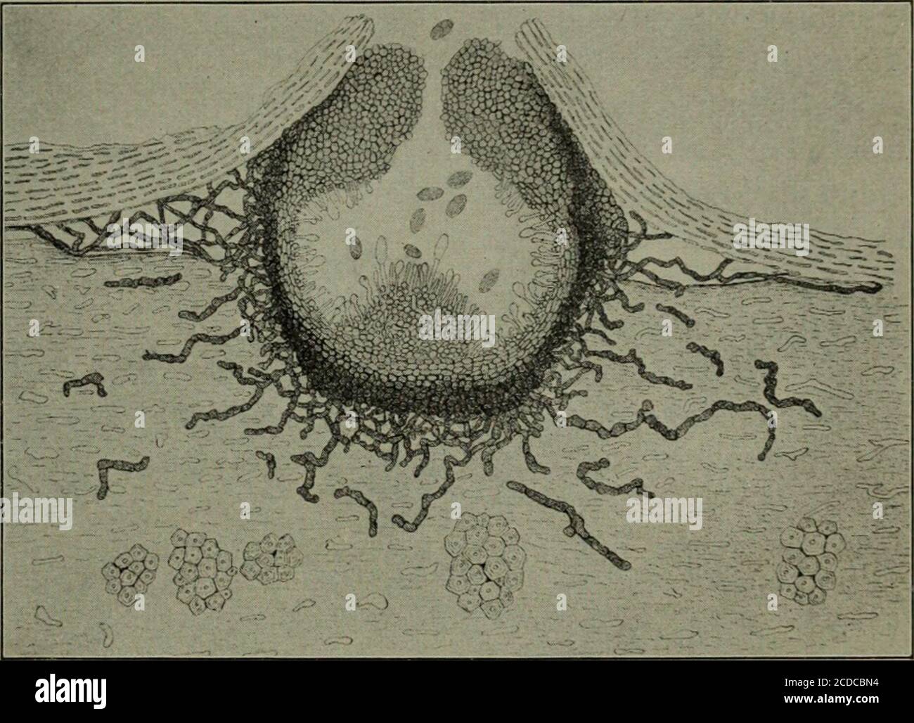 . Fungus Krankheiten der Pflanzen, mit Kapiteln über Physiologie ...