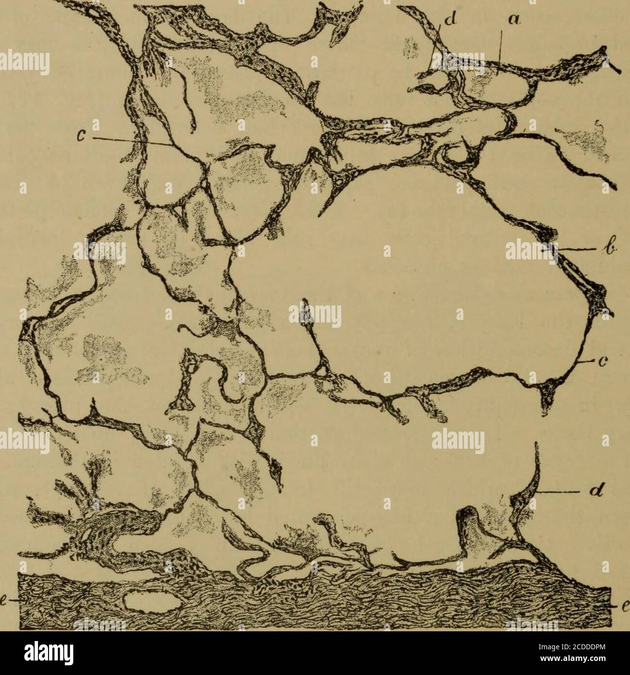 . Die Elemente der pathologischen Histologie mit besonderem Bezug auf ...