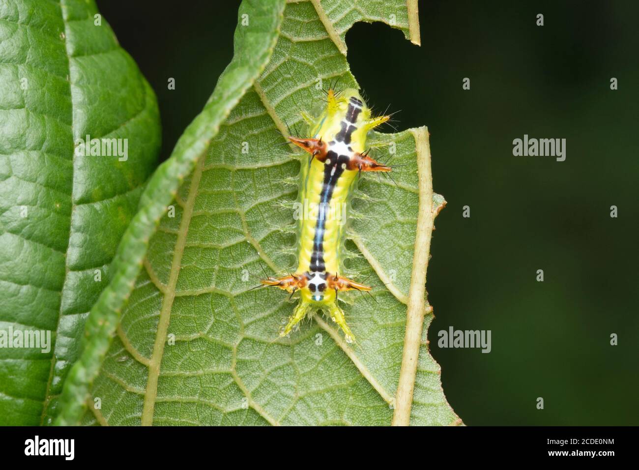 Bunte raupe -Fotos und -Bildmaterial in hoher Auflösung – Alamy
