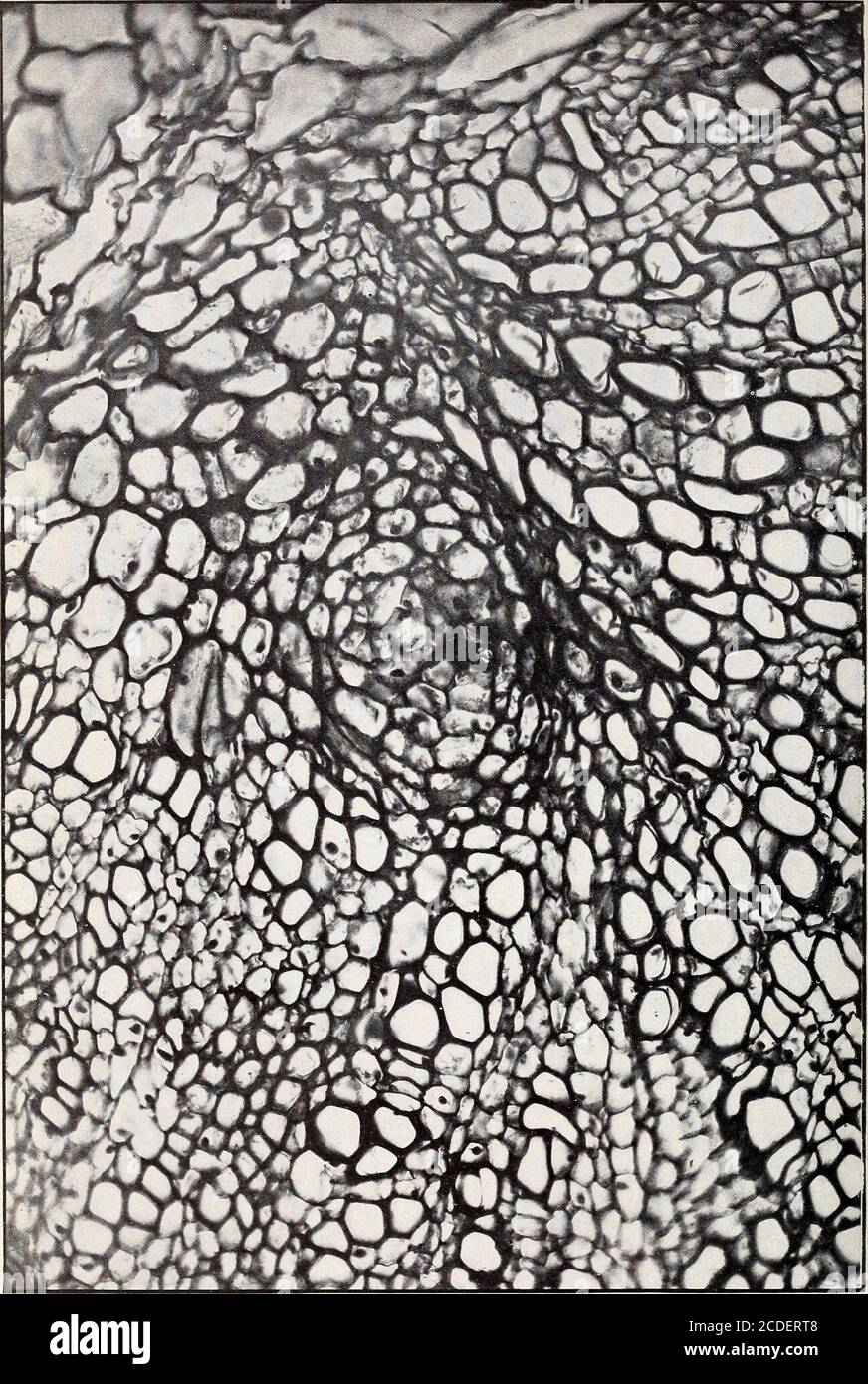 . Die Struktur und Entwicklung der Kronengalle : eine Pflanze Krebs ...