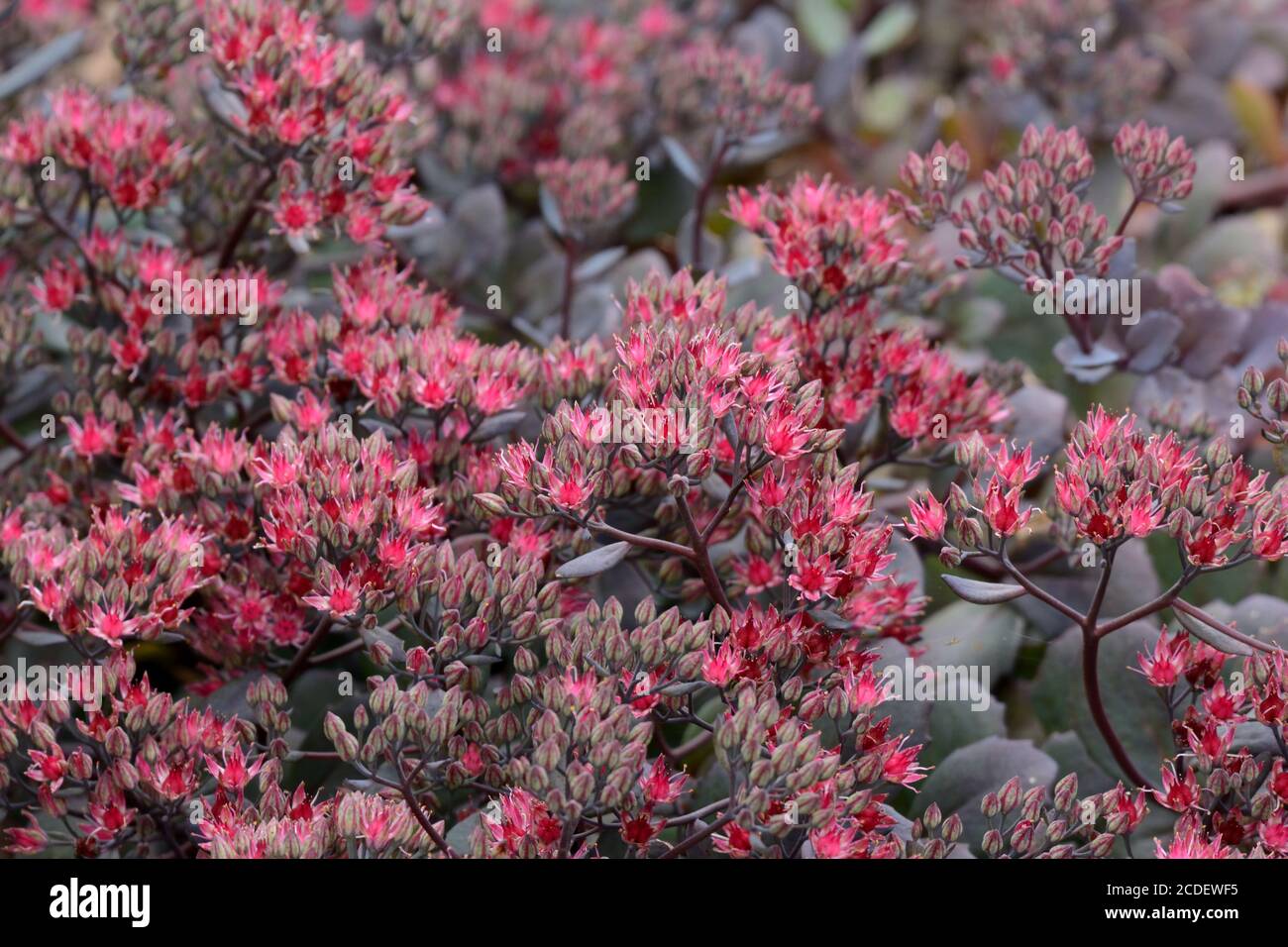 Rosa stern -Fotos und -Bildmaterial in hoher Auflösung – Alamy