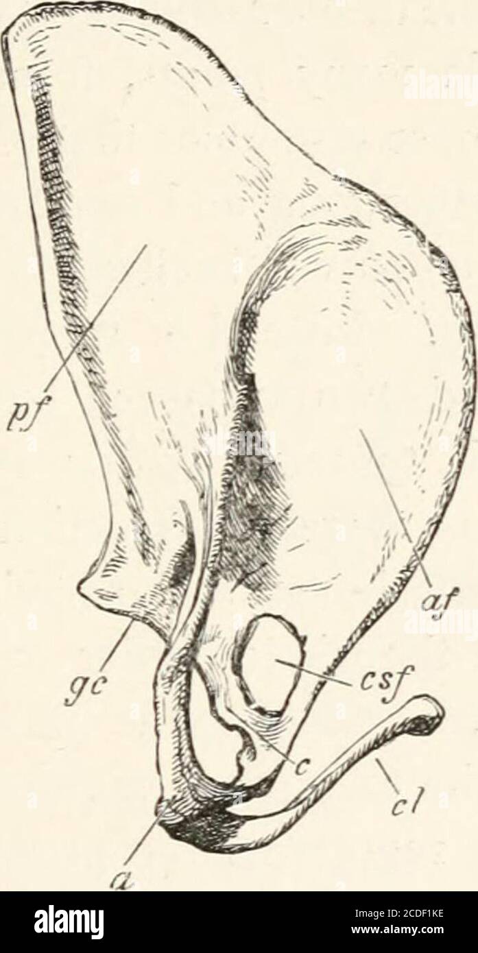 Scapular coracoid process -Fotos und -Bildmaterial in hoher Auflösung ...