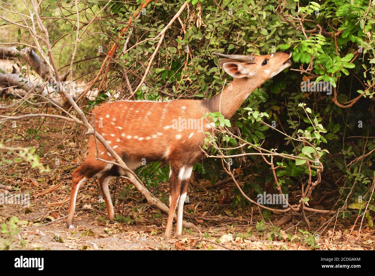 Bushbuck tragelaphus scriptus chobe botswana -Fotos und -Bildmaterial ...