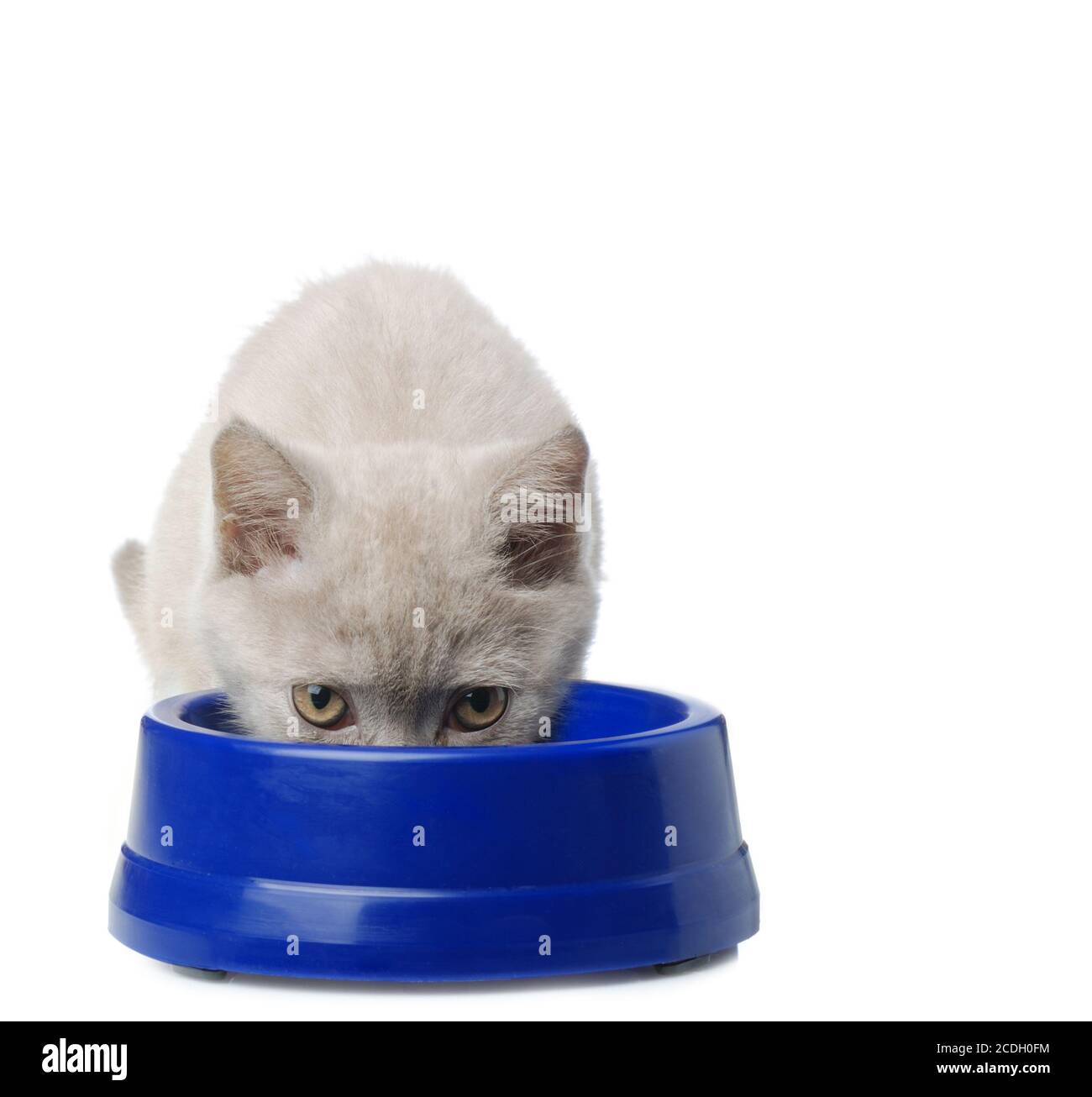 Katze futternapf -Fotos und -Bildmaterial in hoher Auflösung – Alamy