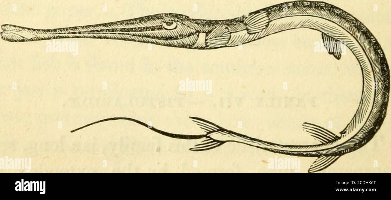 . Naturgeschichte der Fische von Massachusetts, umarmt einen ...