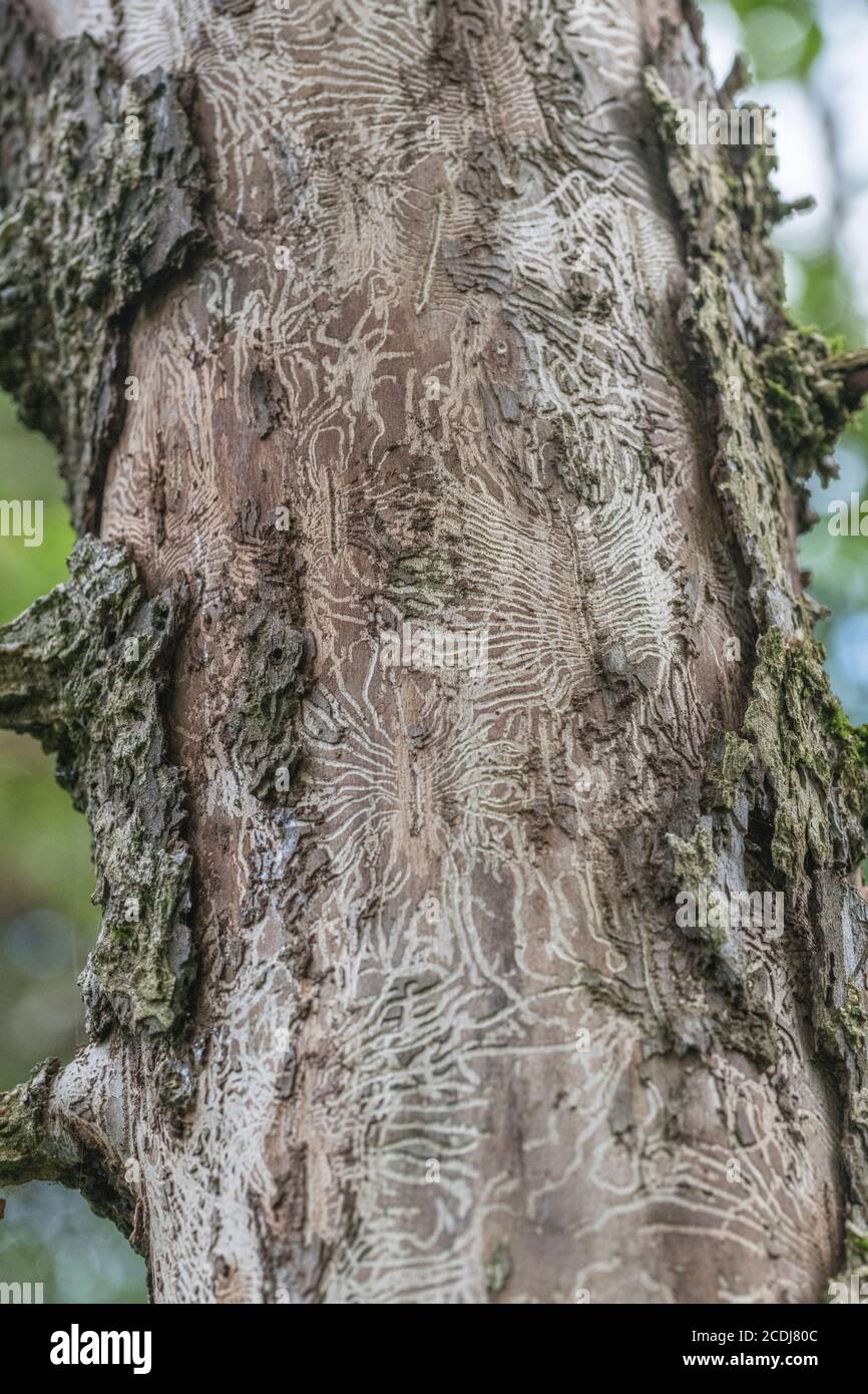 Tell-Tale Tunnel langweilige Spuren von Elm Bark Beetle, die den Pilz ...