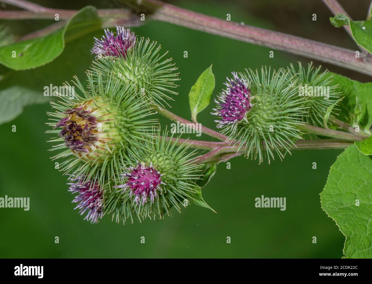 Essbare klette -Fotos und -Bildmaterial in hoher Auflösung – Alamy