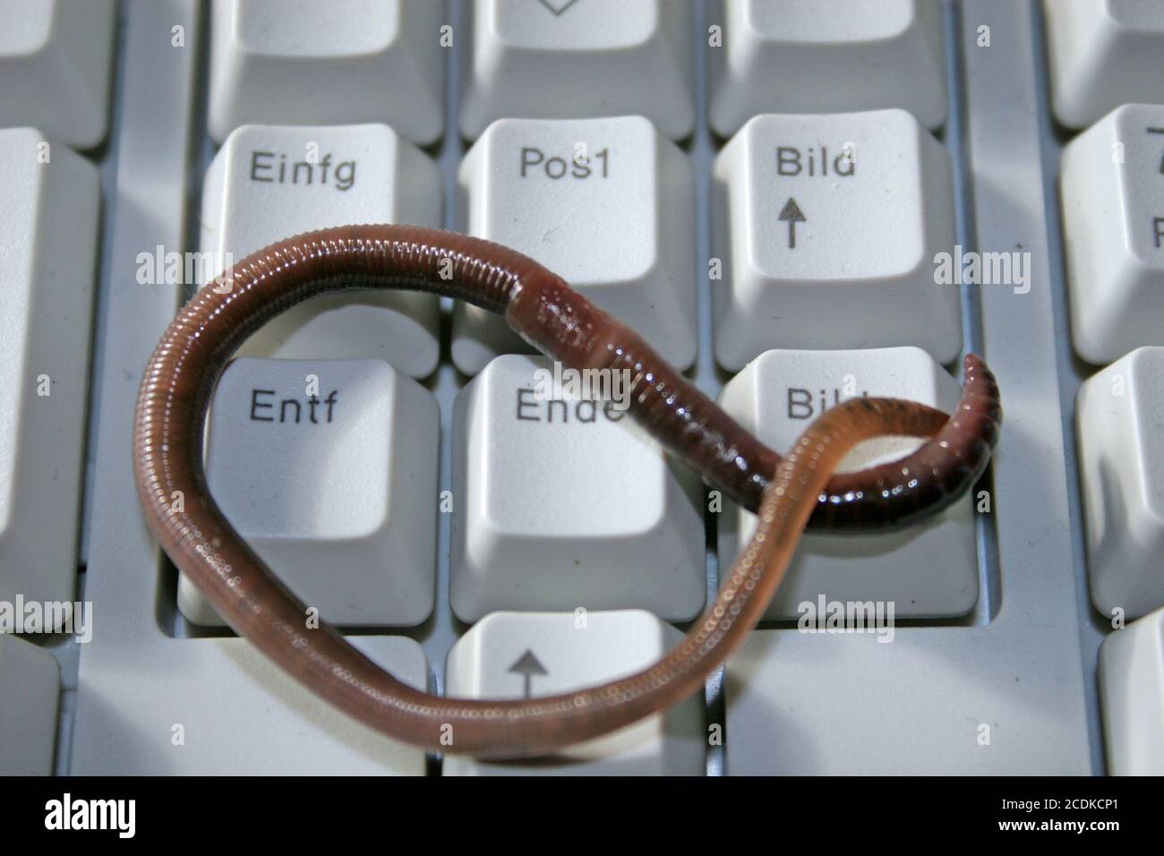 Business wurm -Fotos und -Bildmaterial in hoher Auflösung – Alamy