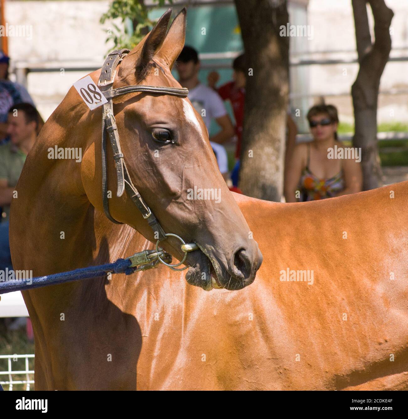 Akhal teke pferd -Fotos und -Bildmaterial in hoher Auflösung – Alamy