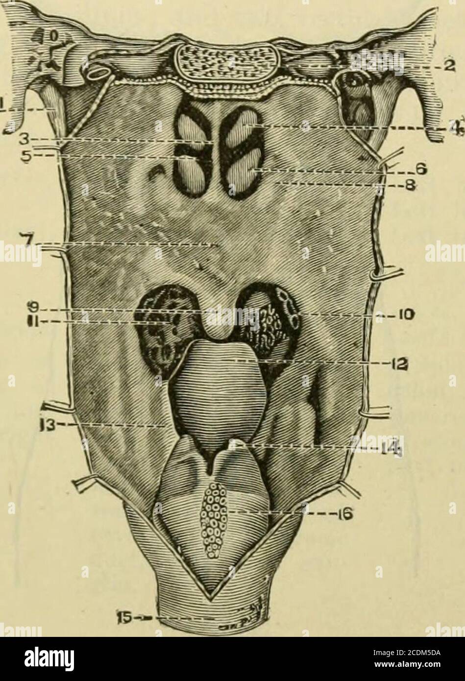 . Handbuch der Anatomie; eine vollständige Kompendierung der Anatomie ...