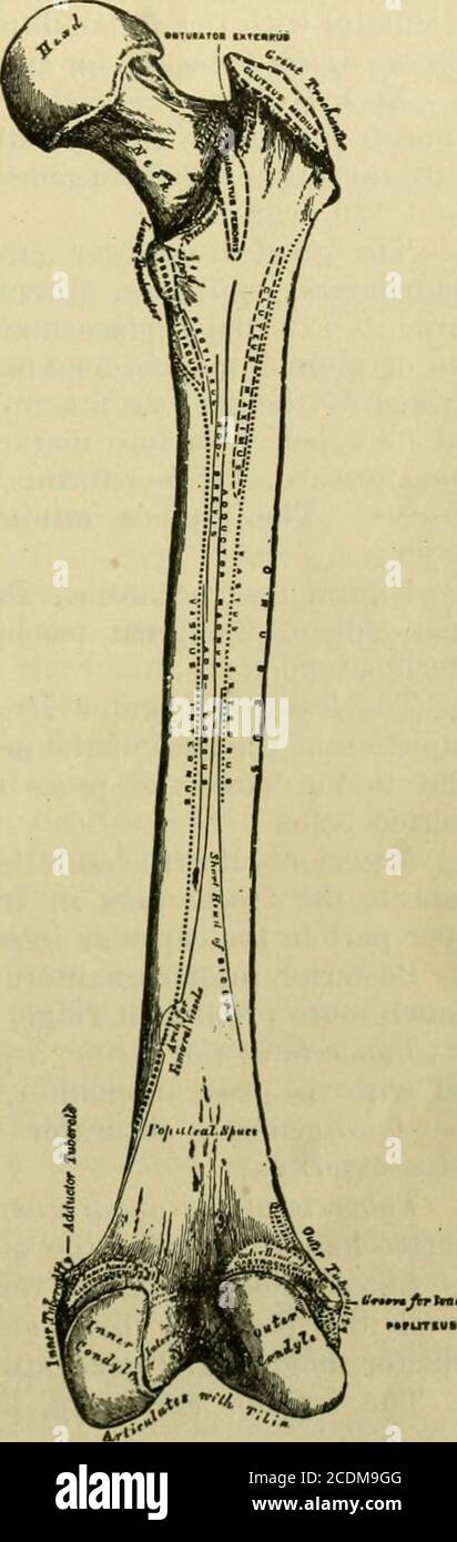 Ligamentum capitis femoris -Fotos und -Bildmaterial in hoher Auflösung ...