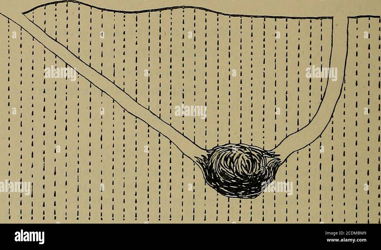 . Journal der Bombay Natural History Society . 1886. Mus c/leadoioi ...