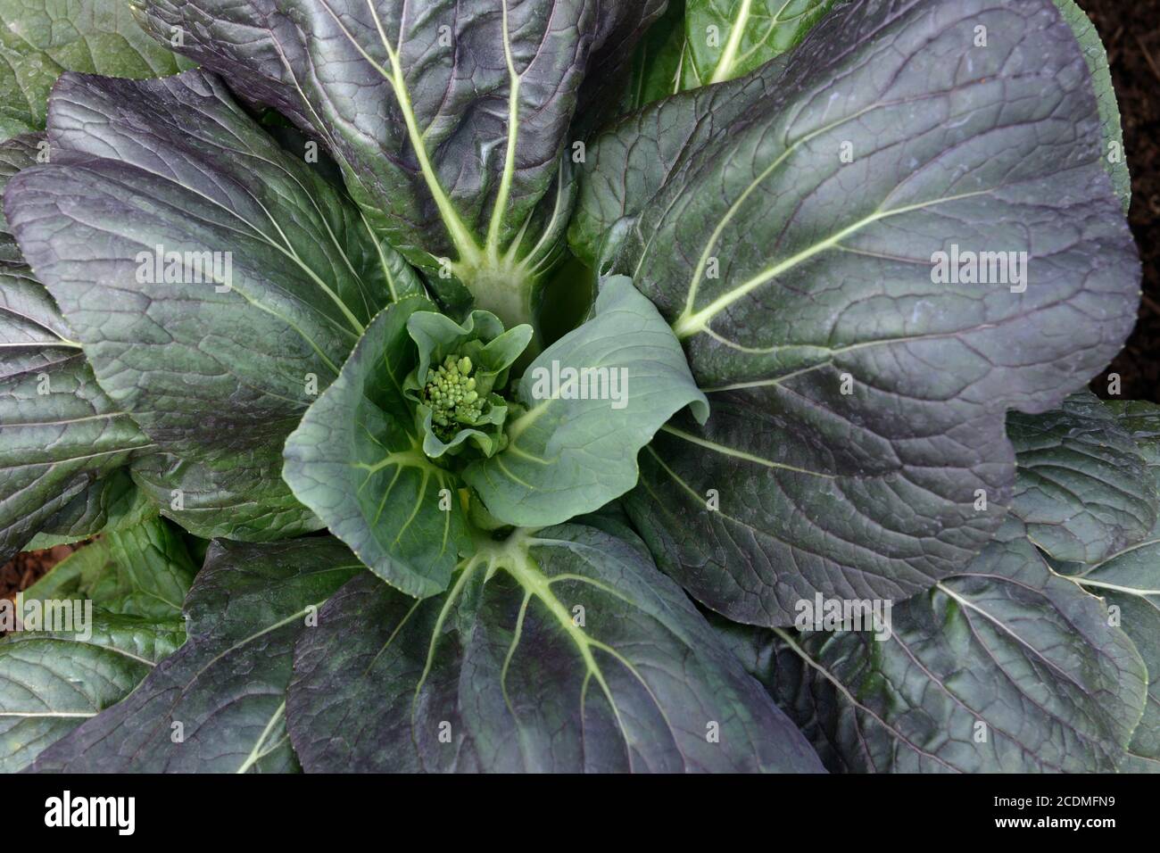 Chinesischer senf -Fotos und -Bildmaterial in hoher Auflösung – Alamy