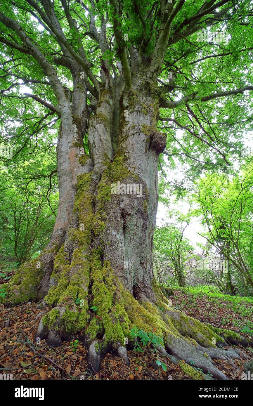 Knorrige alte buche fagus sylvatica -Fotos und -Bildmaterial in hoher ...