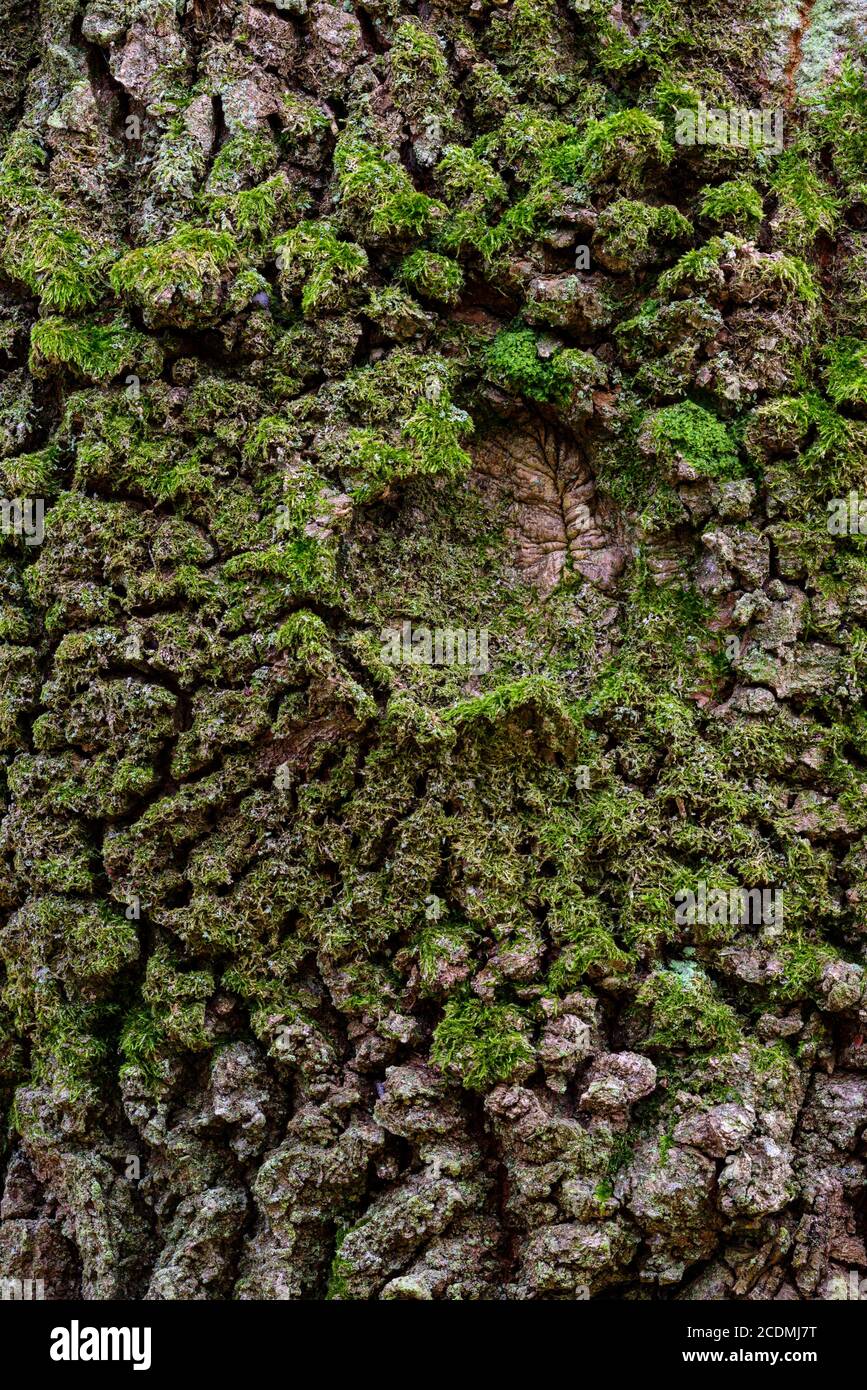 Struktur der rinde eines eichenquercus -Fotos und -Bildmaterial in ...