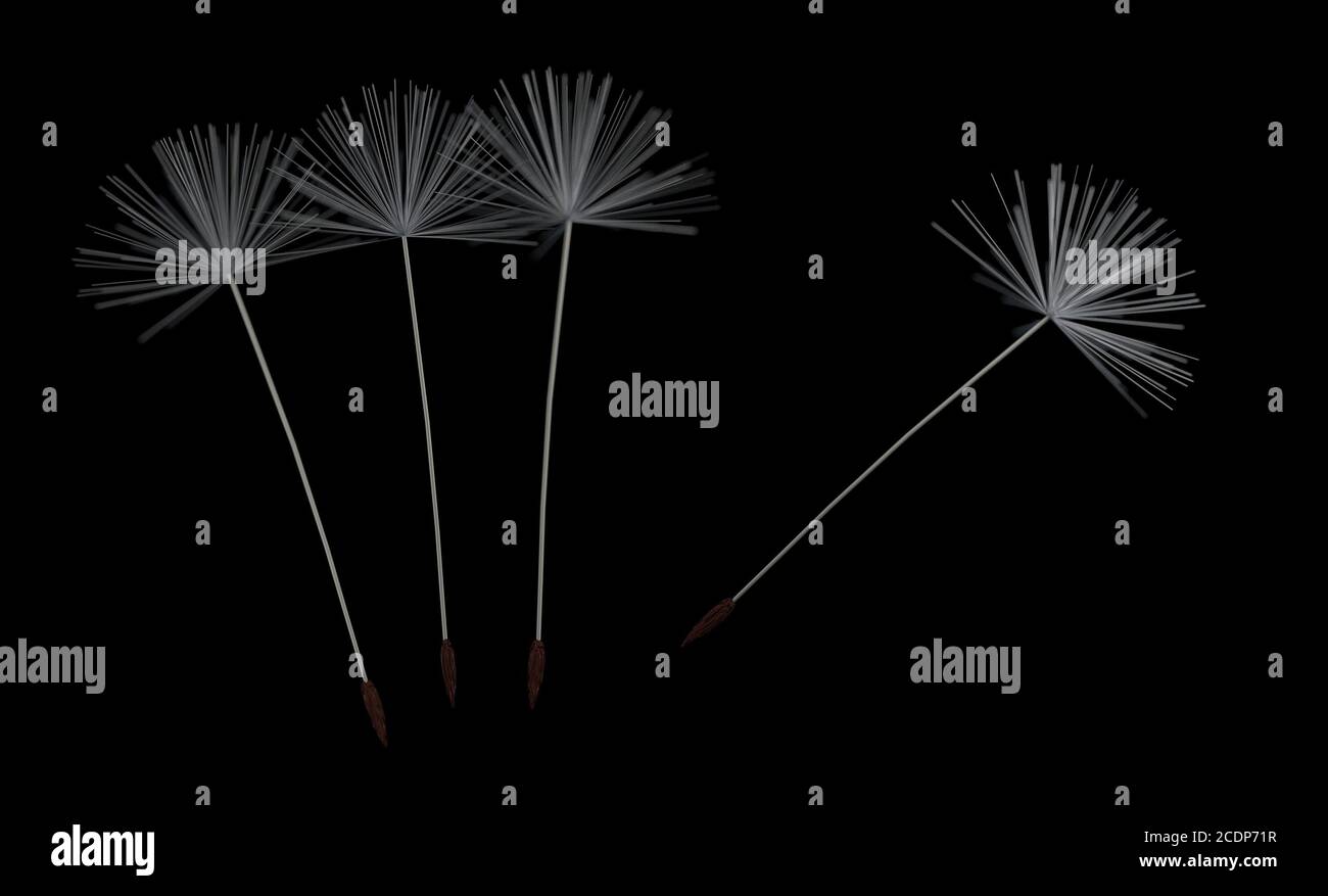 Zarter flaum -Fotos und -Bildmaterial in hoher Auflösung – Alamy