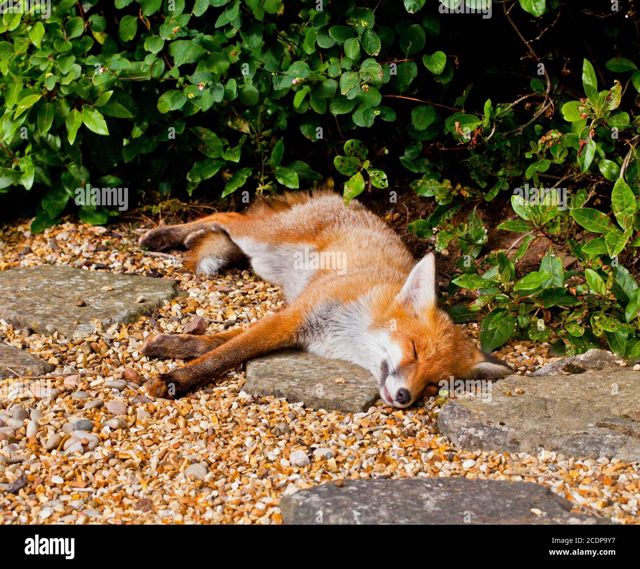 Schlafender Fuchs Stockfotos und -bilder Kaufen - Alamy
