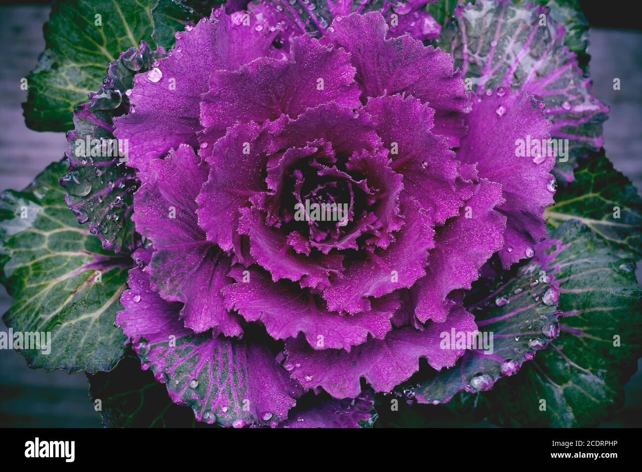 Lila kohl detail -Fotos und -Bildmaterial in hoher Auflösung – Alamy