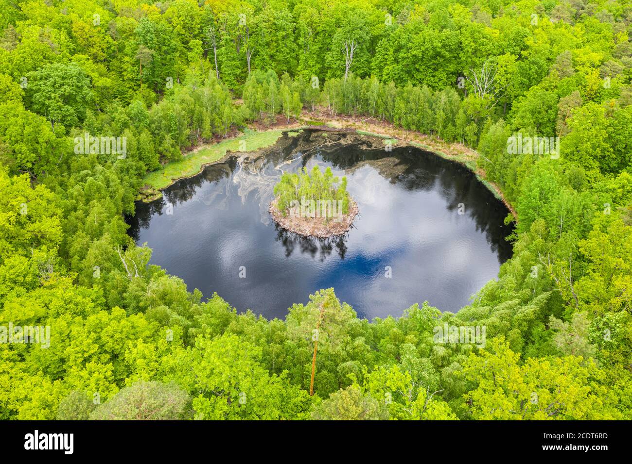 Symmetrischer wald -Fotos und -Bildmaterial in hoher Auflösung – Alamy