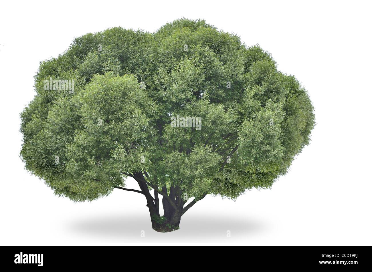 Großer grüner Weidenbaum auf weiß (Salix fragilis globosa ...