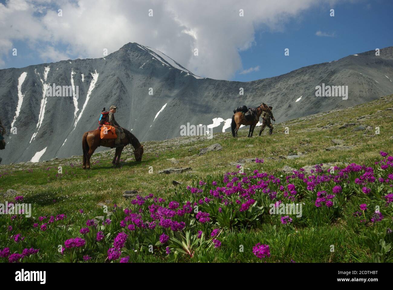 Pferd beac -Fotos und -Bildmaterial in hoher Auflösung – Alamy