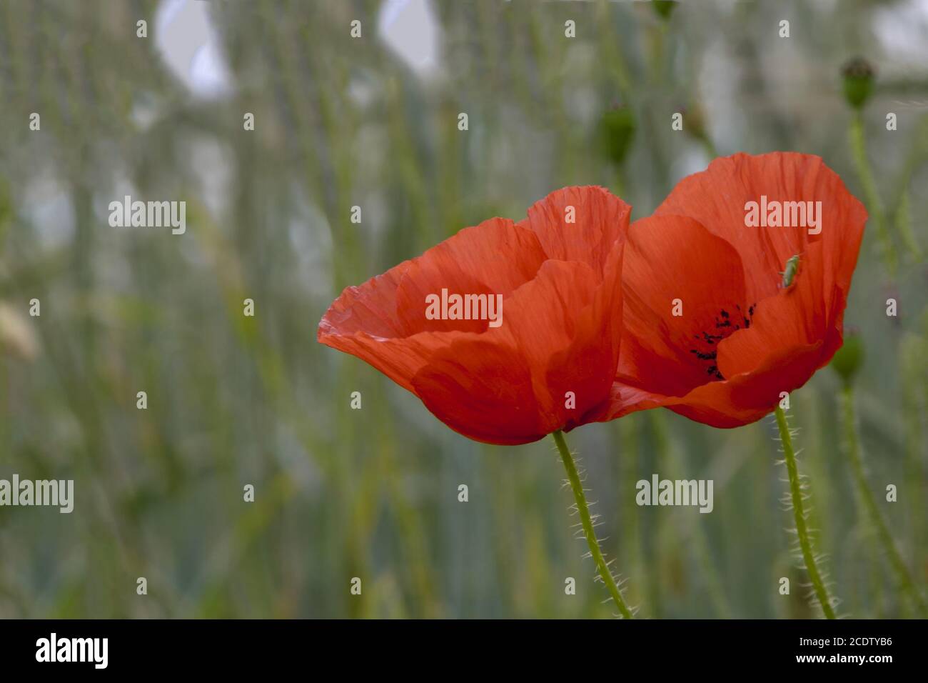 Kra ten -Fotos und -Bildmaterial in hoher Auflösung – Alamy