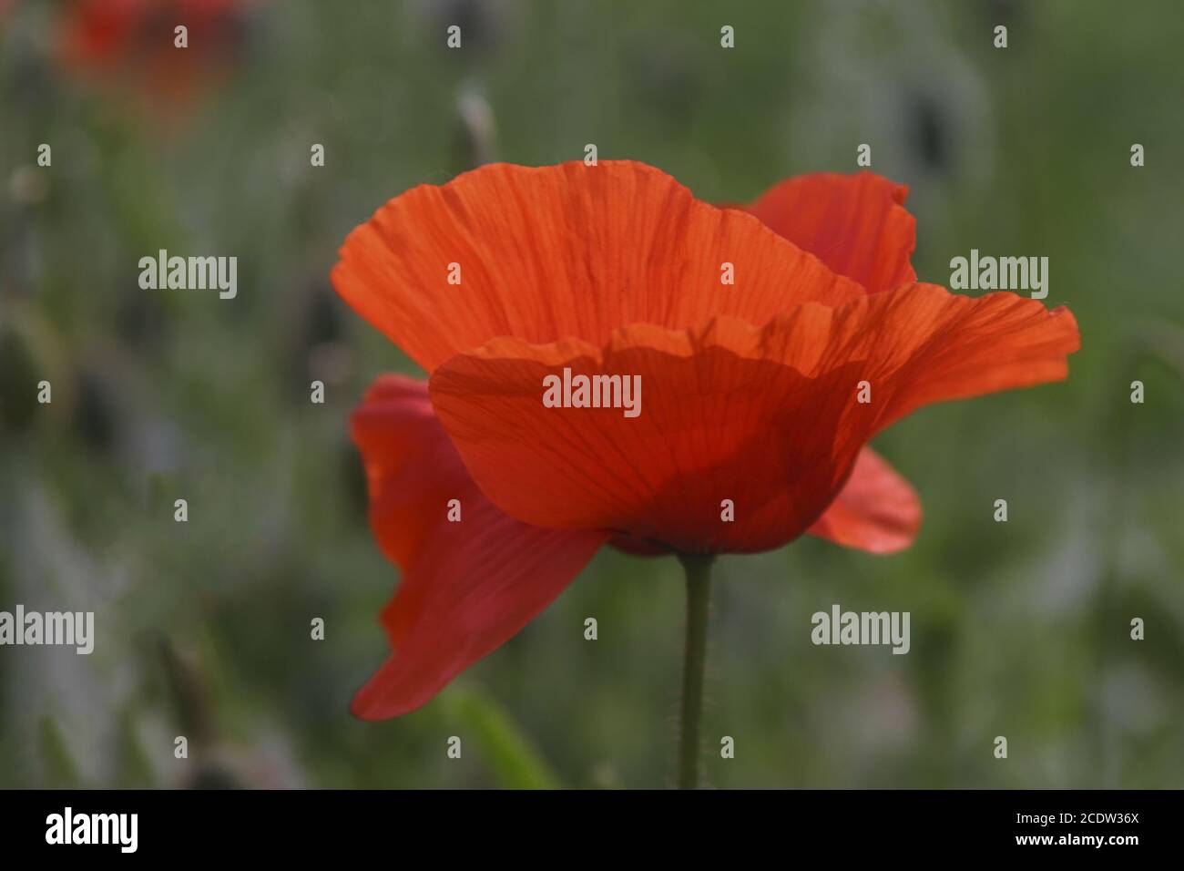 Kra ten -Fotos und -Bildmaterial in hoher Auflösung – Alamy