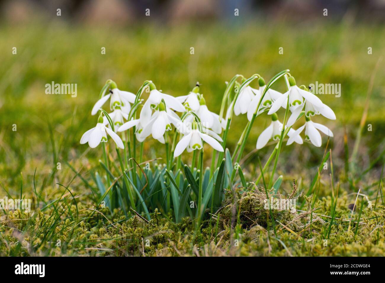 Wiese mit schneeglöckchen -Fotos und -Bildmaterial in hoher Auflösung ...