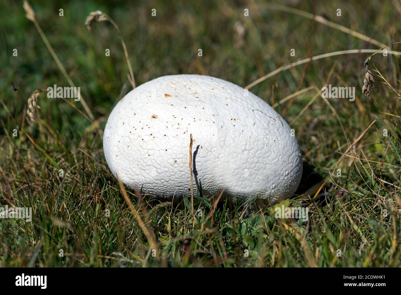 Bovist Bovista Stockfotos und -bilder Kaufen - Alamy