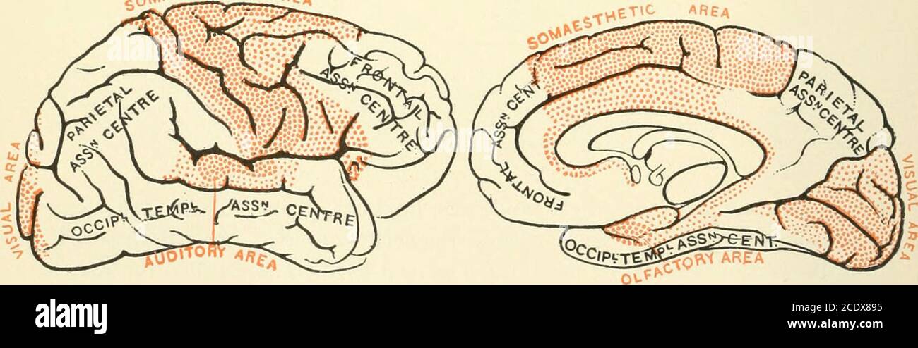 . Kirkes' Physiologie-Handbuch . daraus folgt, dass die motorischen ...
