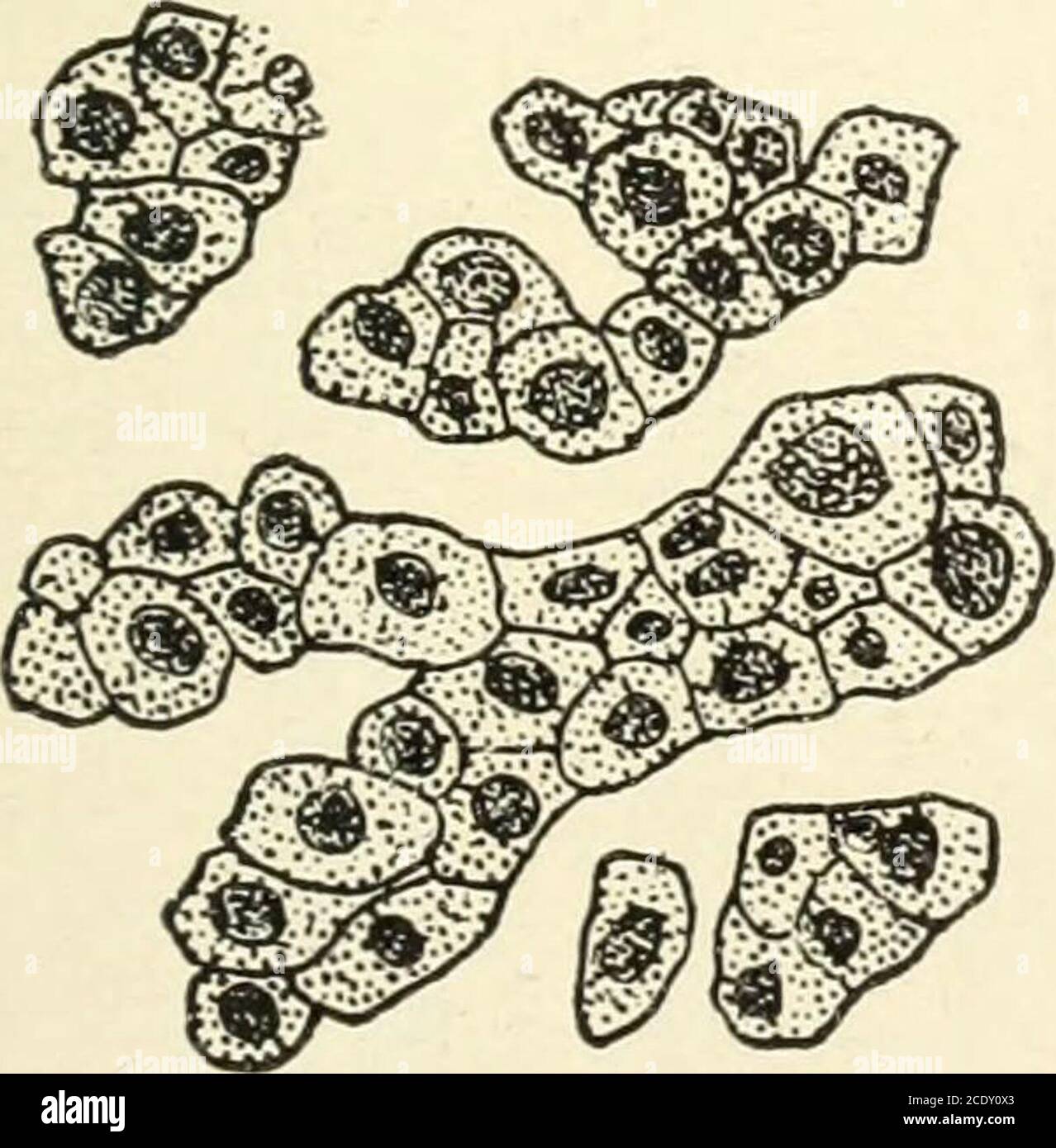 Transitional epithelium -Fotos und -Bildmaterial in hoher Auflösung – Alamy