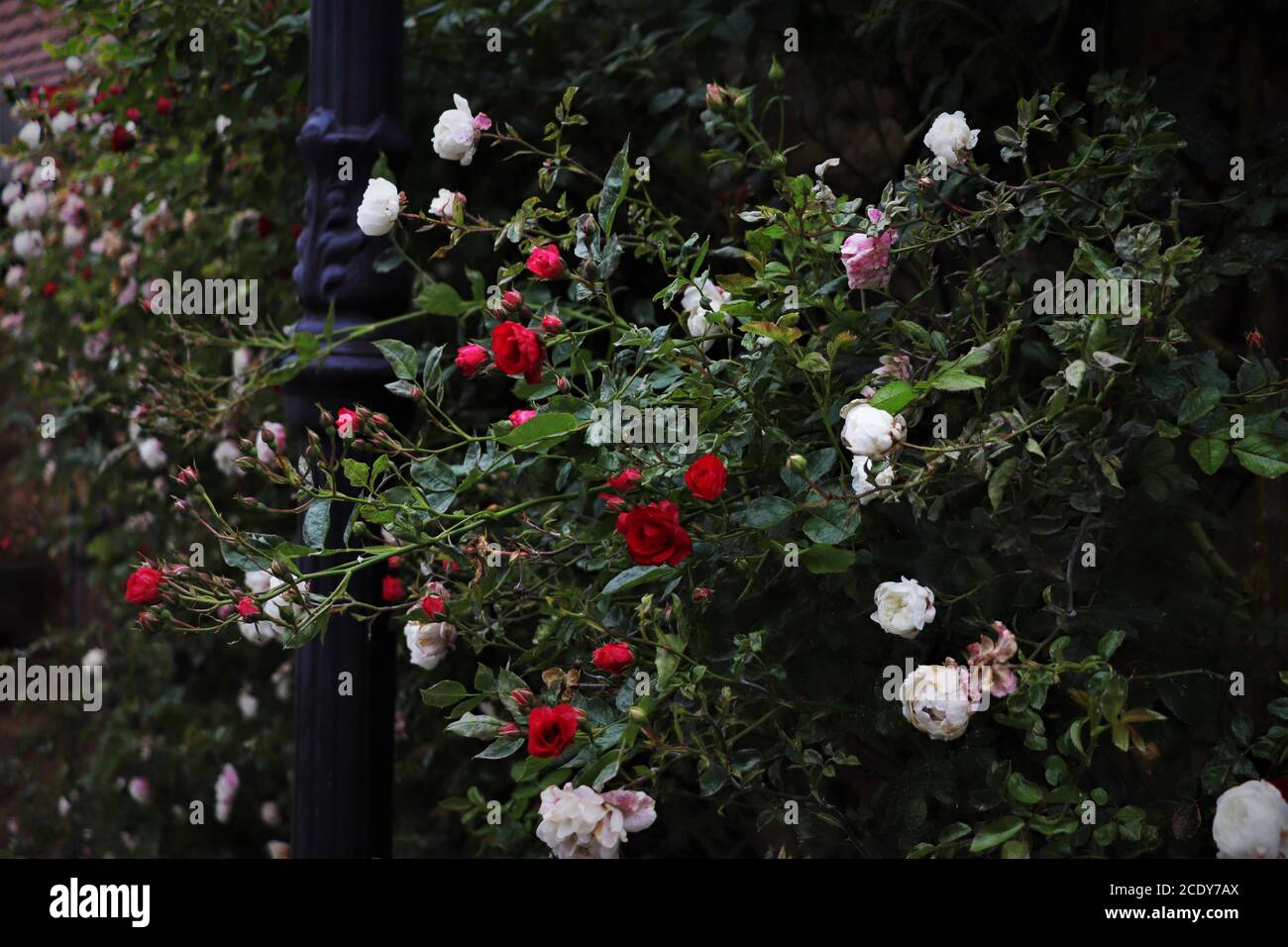 Sprossenwand rosen -Fotos und -Bildmaterial in hoher Auflösung – Alamy