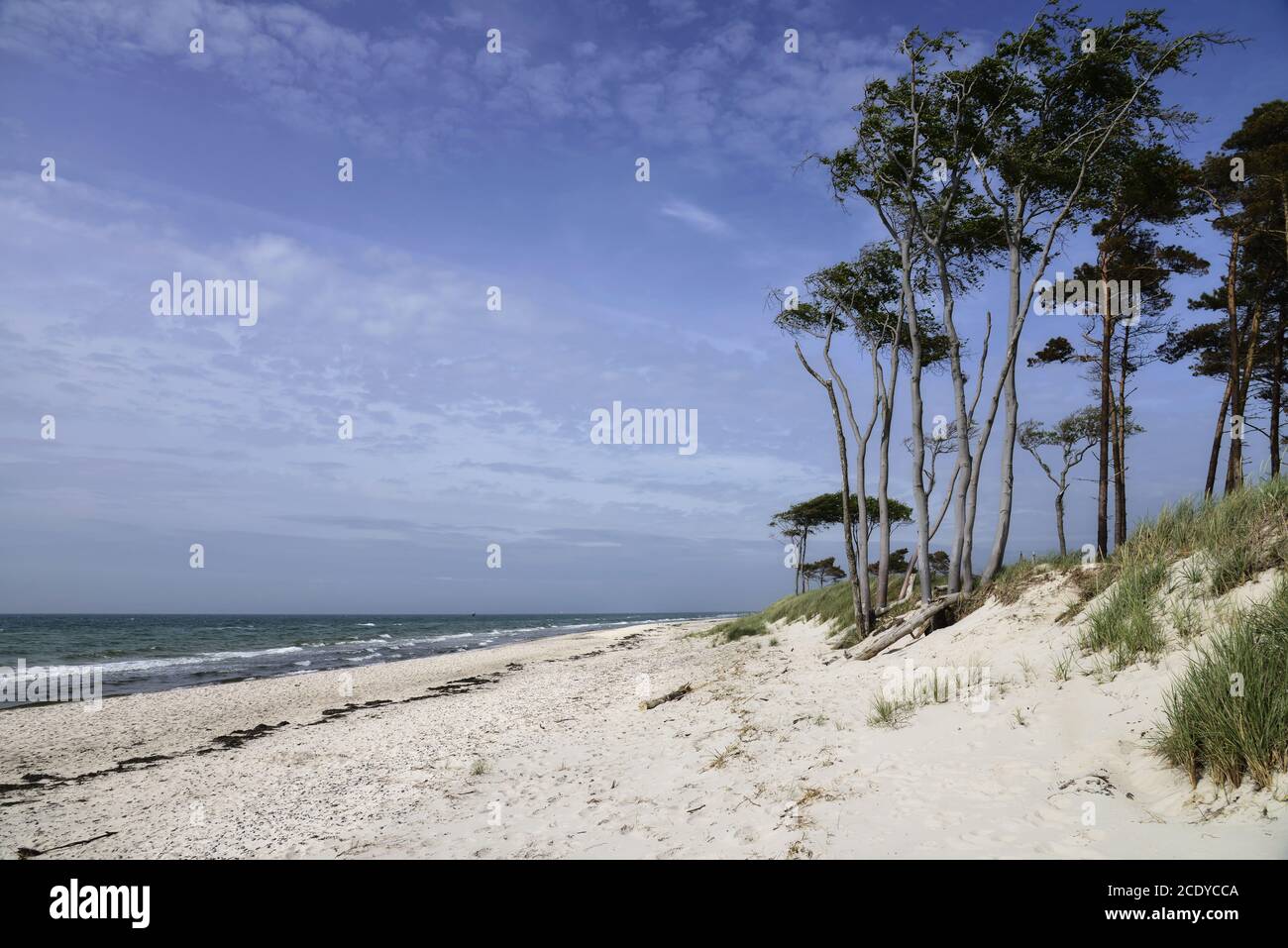 Wald von darss -Fotos und -Bildmaterial in hoher Auflösung – Alamy