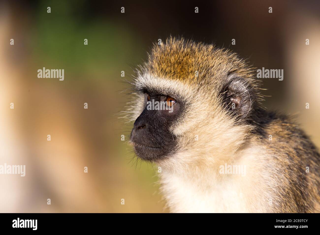 Gesicht Eines Affen Stockfotos und -bilder Kaufen - Alamy